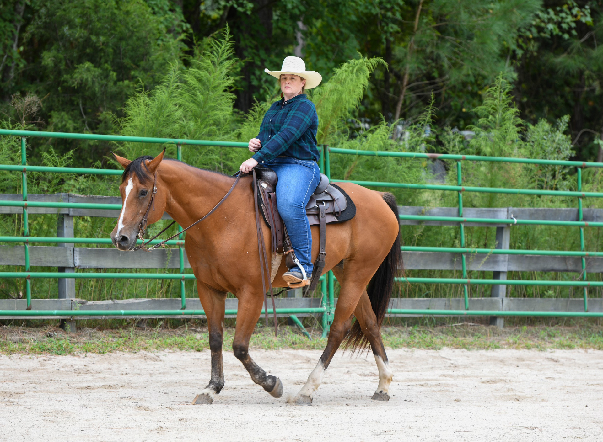 Triangle Ranch Horse – JAKS Stables